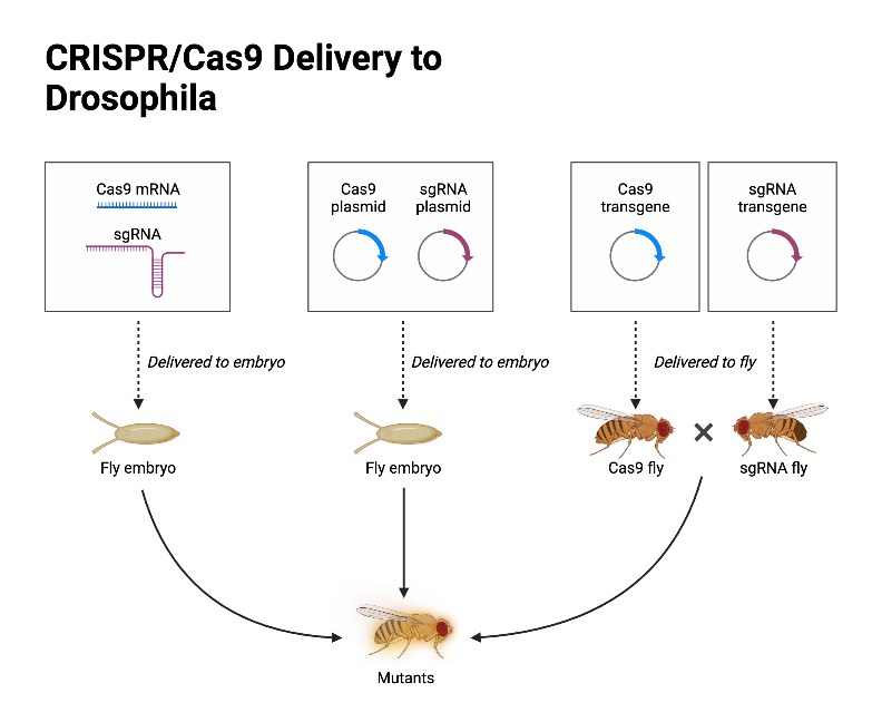 CRISPR/Cas9 Delivery to Drosophila | BioRender Science Templates