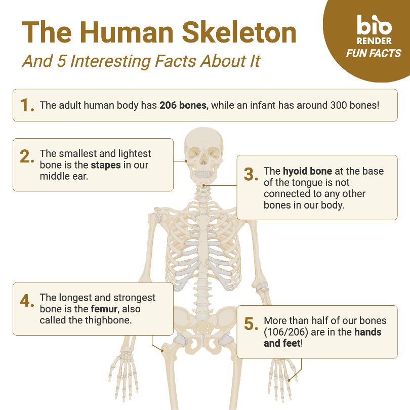 The Human Skeleton | BioRender Science Templates