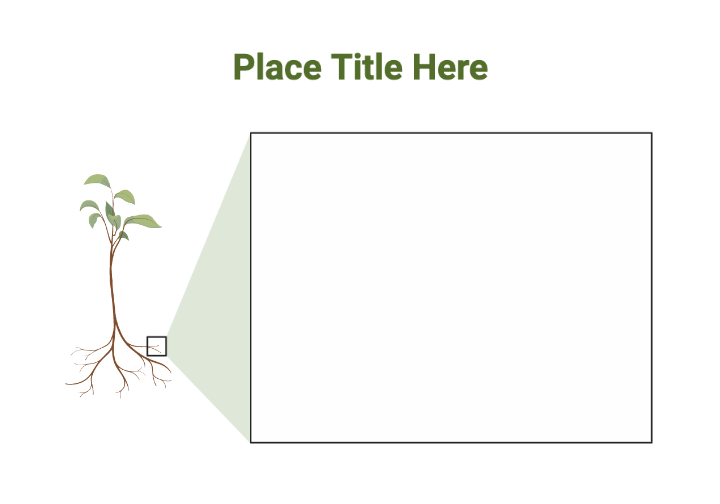 Root Callout (Layout) | BioRender Science Templates