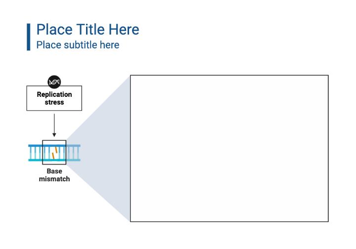 DNA Base Mismatch Callout (Layout) | BioRender Science Templates