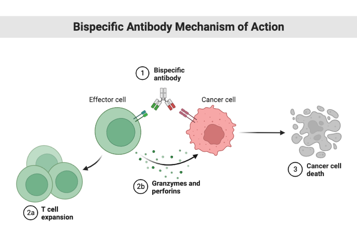Bispecific Antibody Mechanism of Action | BioRender Science Templates