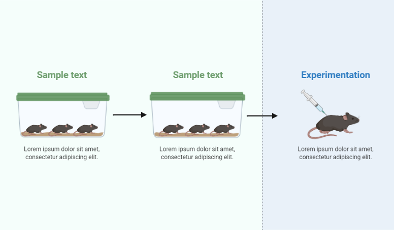 Mice Experimentation Workflow (Layout) | BioRender Science Templates