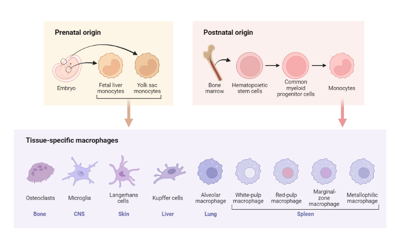Origin and Development of Macrophages | BioRender Science Templates