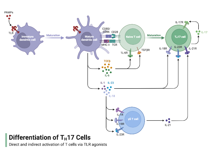 Differentiation of TH1 Cells - Indirect and direct activation of T cells by TLR agonists ...