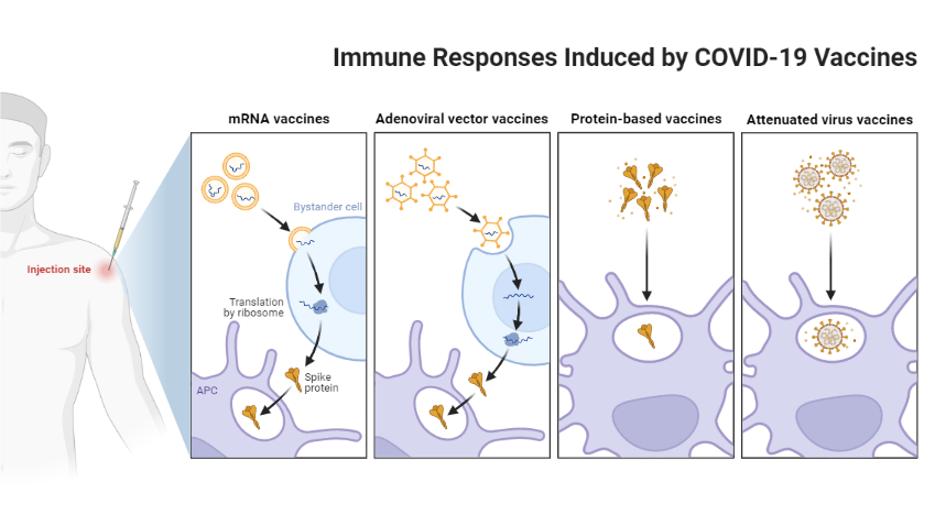 Immune Responses Induced by COVID-19 Vaccines | BioRender Science Templates
