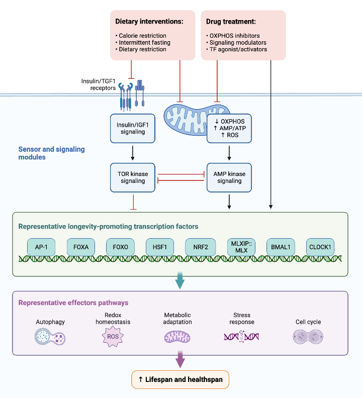Longevity is Regulated by Highly-Conserved Transcription Factors ...