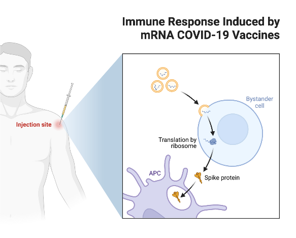 Immune Response Induced by mRNA COVID-19 Vaccines | BioRender Science ...