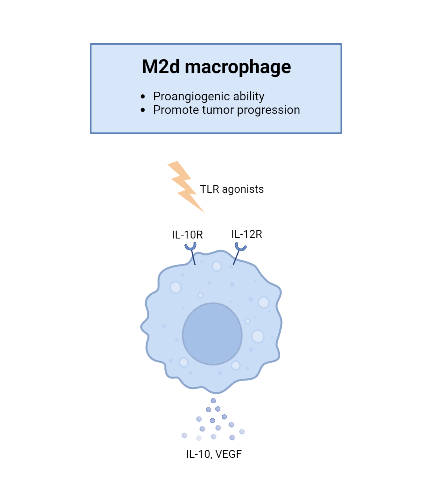 Characteristics of M2d Macrophages | BioRender Science Templates