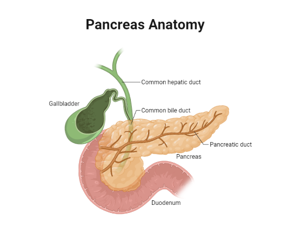 Pancreas Anatomy | BioRender Science Templates