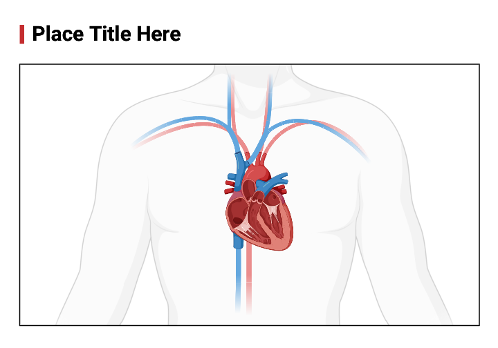 Cross-Section Heart with Human Background (Layout) | BioRender Science ...