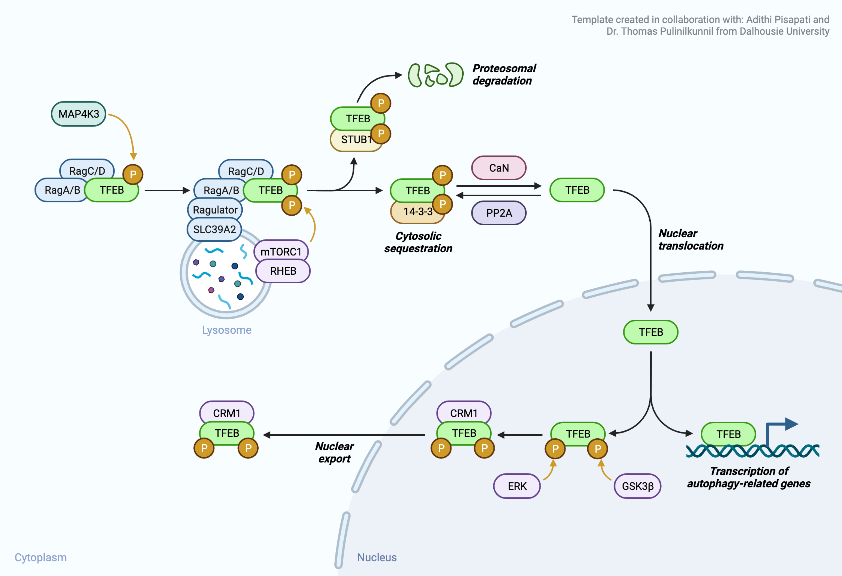 Transcription Factor EB (TFEB)-mediated Autophagy | BioRender Science ...