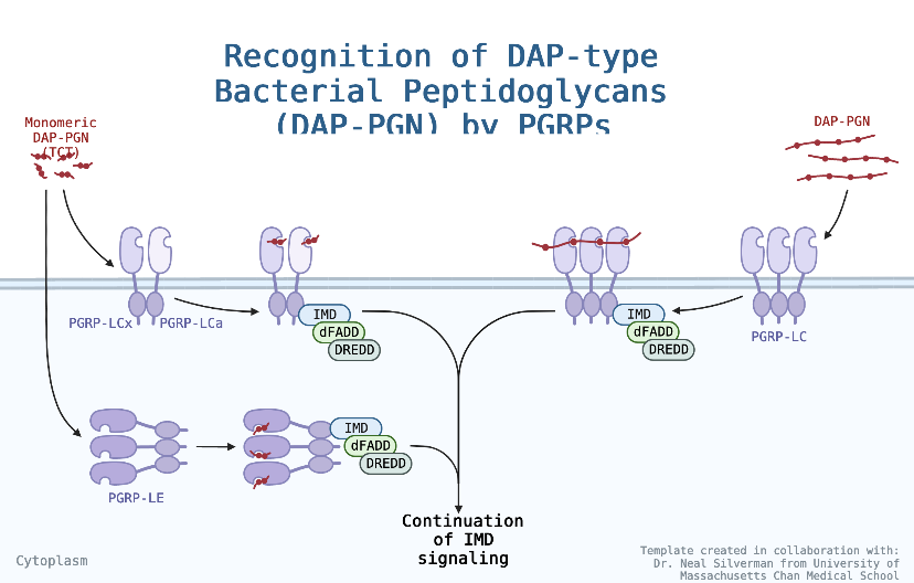 Recognition of DAP-type Bacterial Peptidoglycans (DAP-PGN) by PGRPs ...