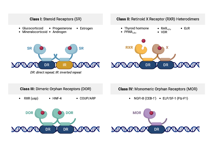 Nuclear Receptors Superfamily | BioRender Science Templates