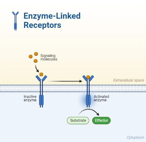 Enzyme-Linked Receptors | BioRender Science Templates