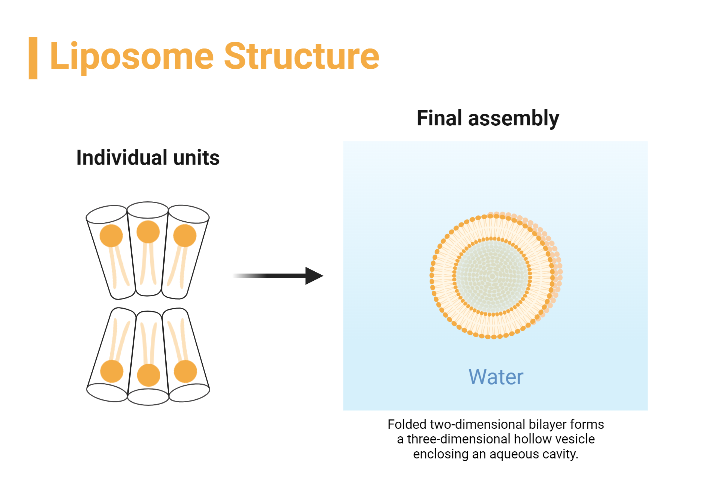 Liposome Structure | BioRender Science Templates
