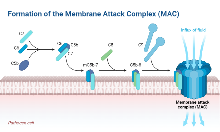 Formation of the Membrane Attack Complex | BioRender Science Templates