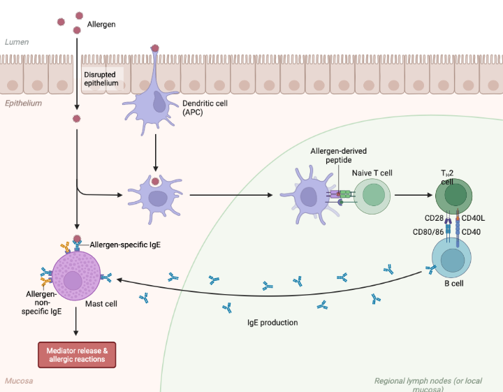 Mechanism of Allergic Inflammation Induction | BioRender Science Templates