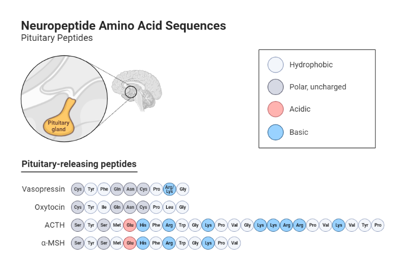 Neuropeptide Amino Acid Sequences - Pituitary Peptides | BioRender ...