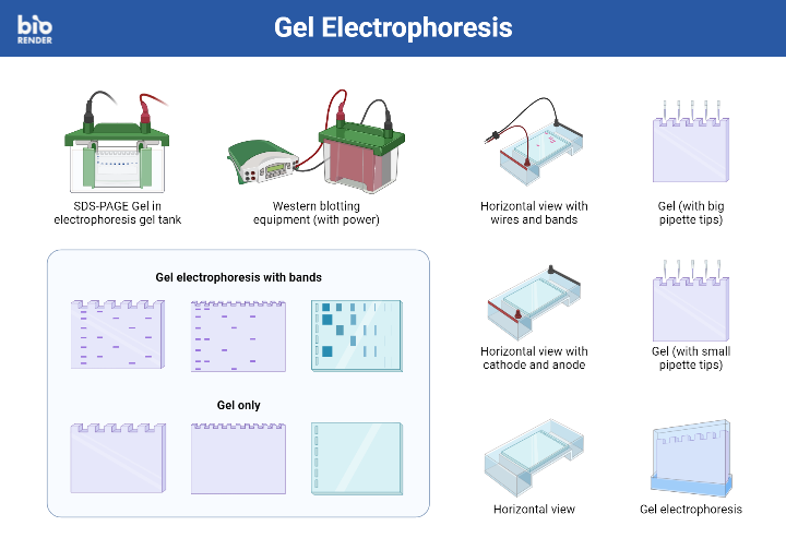 Icon Pack - Gel Electrophoresis | BioRender Science Templates