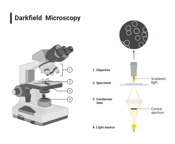 Darkfield Microscopy | BioRender Science Templates