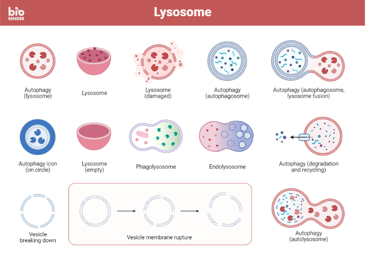 Icon Pack - Lysosome | BioRender Science Templates