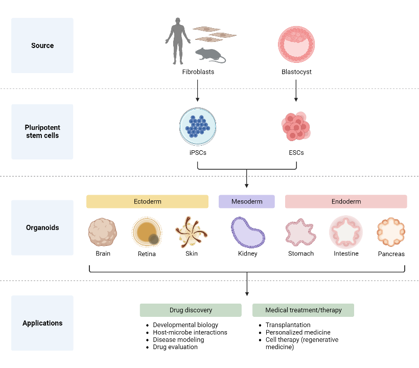 Organoid Generation from Pluripotent Stem Cells | BioRender Science ...
