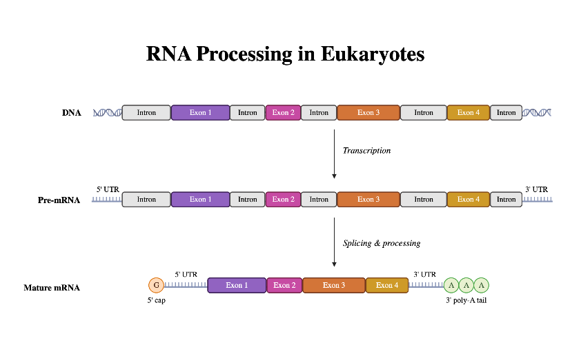 RNA Processing In Eukaryotes BioRender Science Templates
