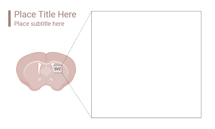 Mouse Brain SVZ Callout (Layout) | BioRender Science Templates