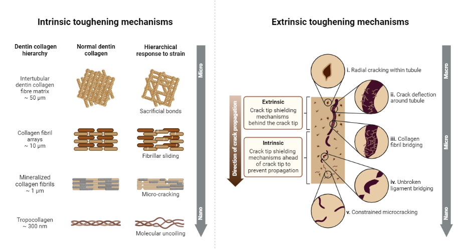 Intrinsic and Extrinsic Toughening in Dentin | BioRender Science Templates