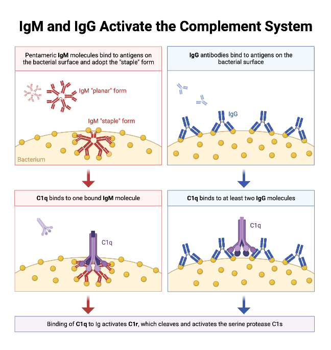 IgM And IgG Activate The Complement System BioRender Science Templates