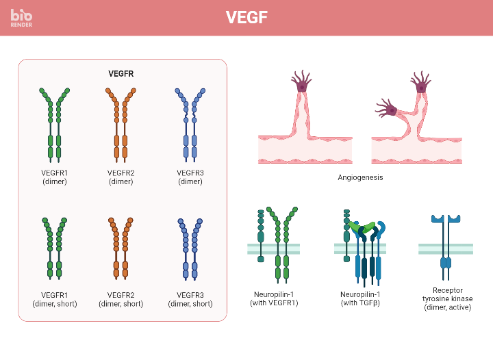 Icon Pack - VEGF | BioRender Science Templates