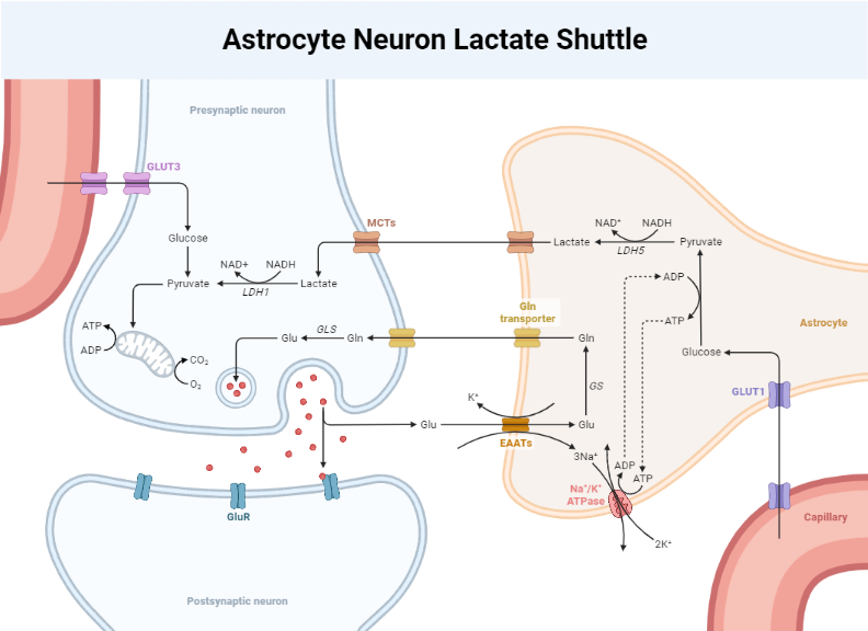 Astrocyte Neuron Lactate Shuttle | BioRender Science Templates