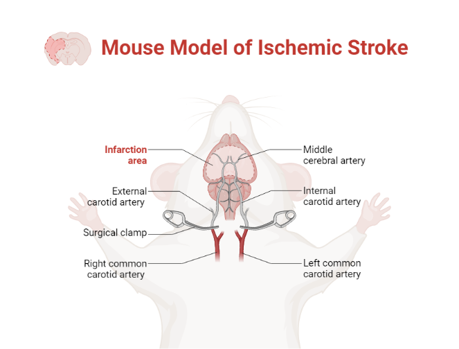Mouse Model of Ischemic Stroke | BioRender Science Templates