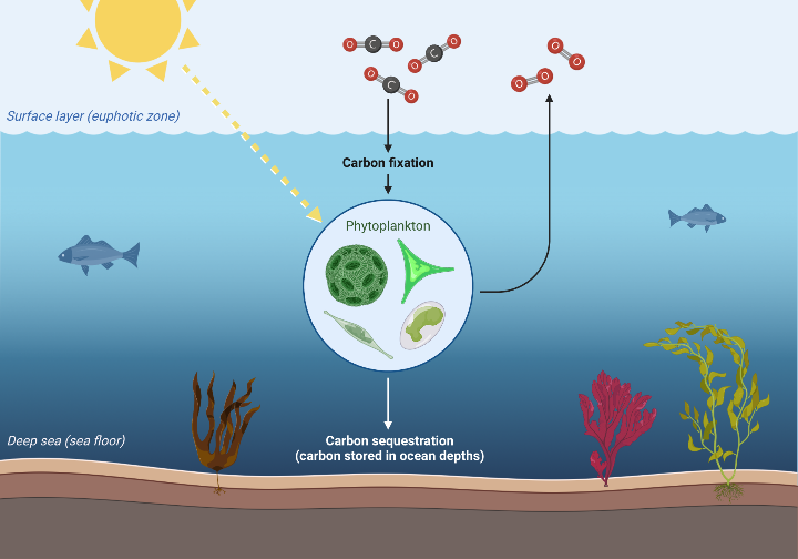 Phytoplankton Carbon Sequestration | BioRender Science Templates