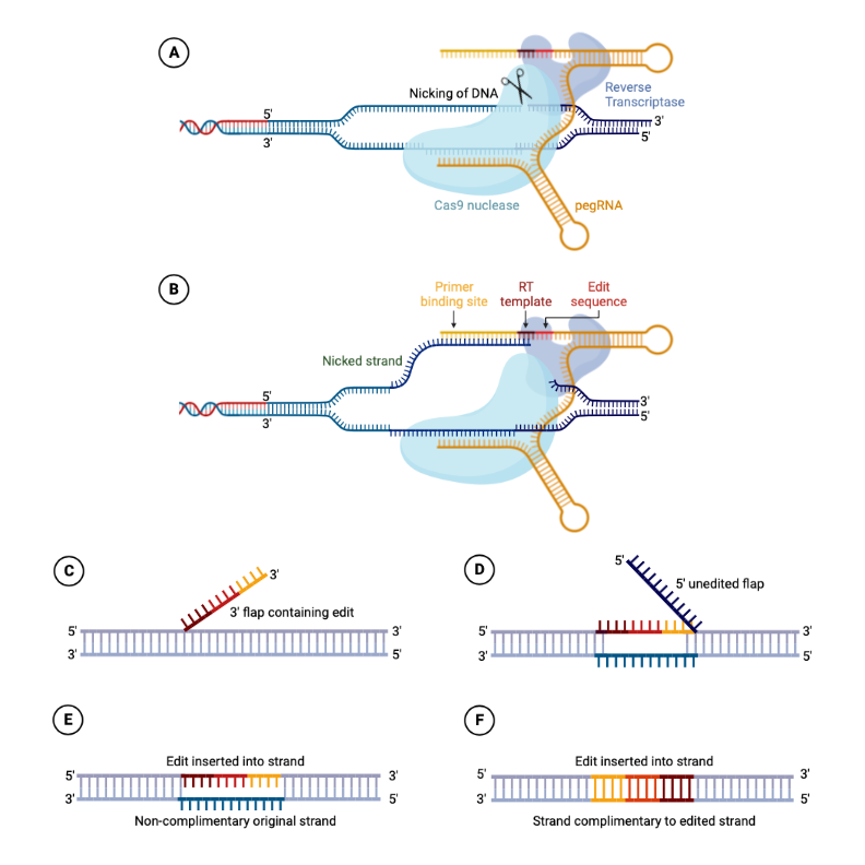 Mechanism of Prime Editing | BioRender Science Templates