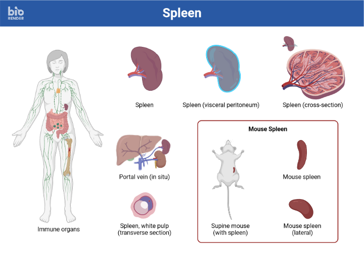 Icon Pack - Spleen | BioRender Science Templates