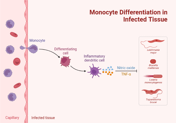 Monocyte Differentiation in Infected Tissue | BioRender Science Templates