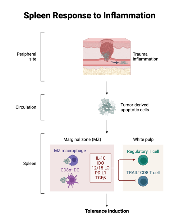 Spleen Response to Inflammation | BioRender Science Templates
