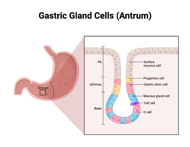 Gastric Gland Cells (Antrum) | BioRender Science Templates