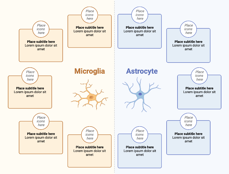 Astrocytes Diagram