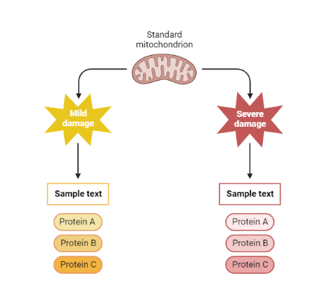 Mitochondrial Damage Pathways (Layout) | BioRender Science Templates