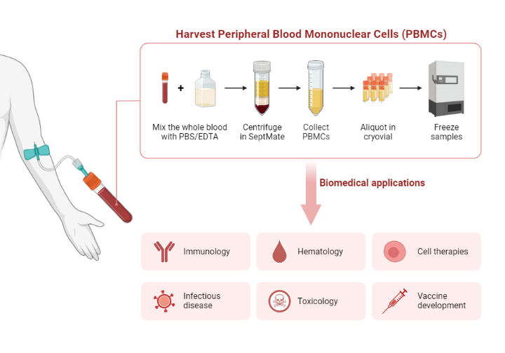 Harvest Peripheral Blood Mononuclear Cells (PBMCs) for Biomedical Applications | BioRender ...