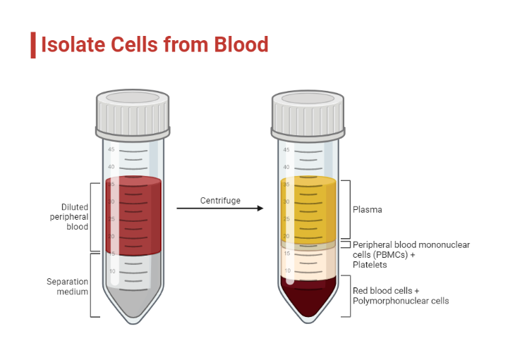 Isolate Cells from Blood | BioRender Science Templates