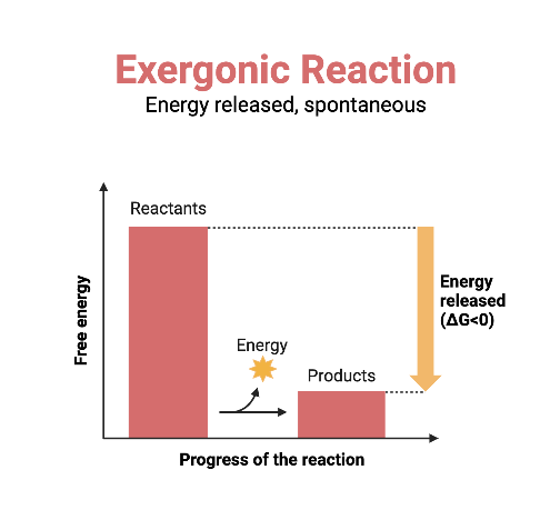 Exergonic Reaction Graph | BioRender Science Templates