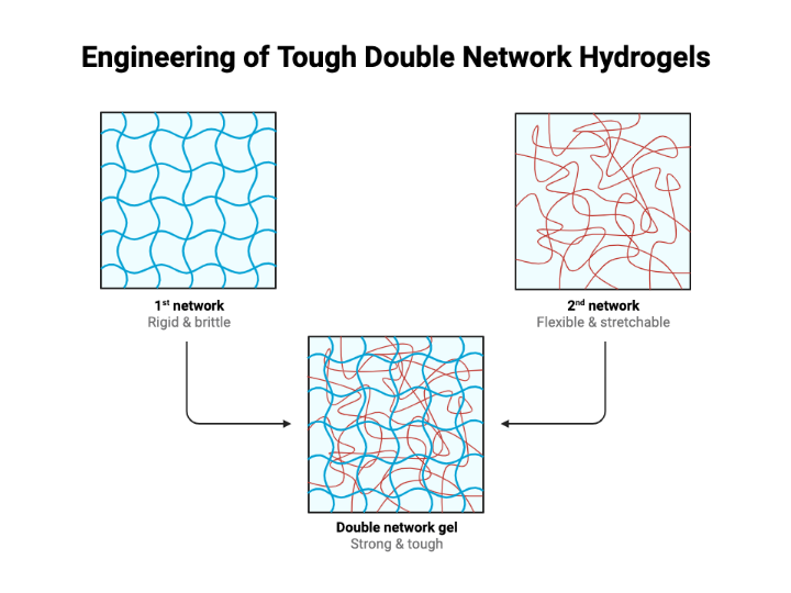 Engineering of Tough Double Network Hydrogels | BioRender Science Templates