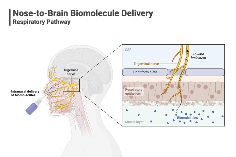 Nose-to-Brain Biomolecule Delivery: Respiratory Pathway | BioRender ...
