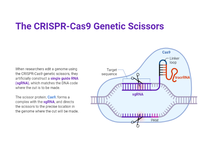 The CRISPR-Cas9 Genetic Scissors | BioRender Science Templates