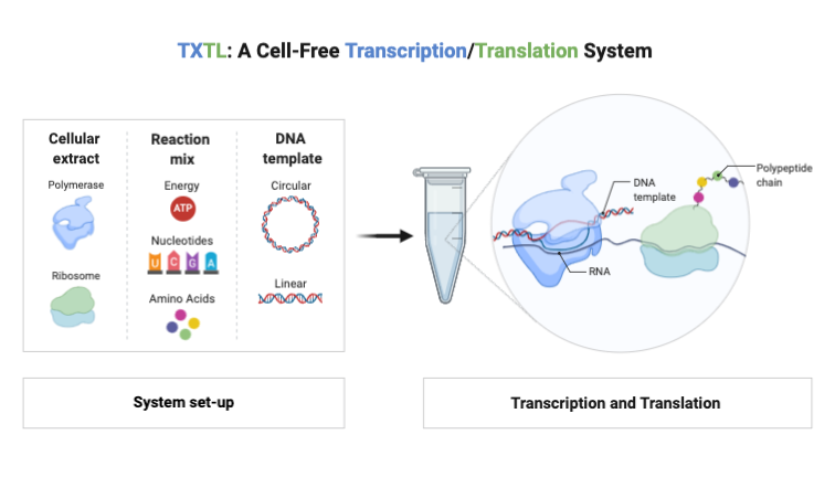 TXTL: A Cell-Free Transcription/Translation Process | BioRender Science ...