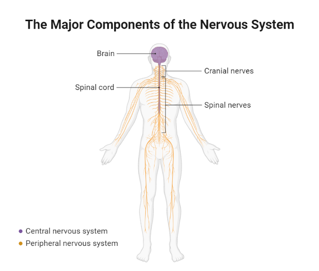 The Major Components of the Nervous System | BioRender Science Templates