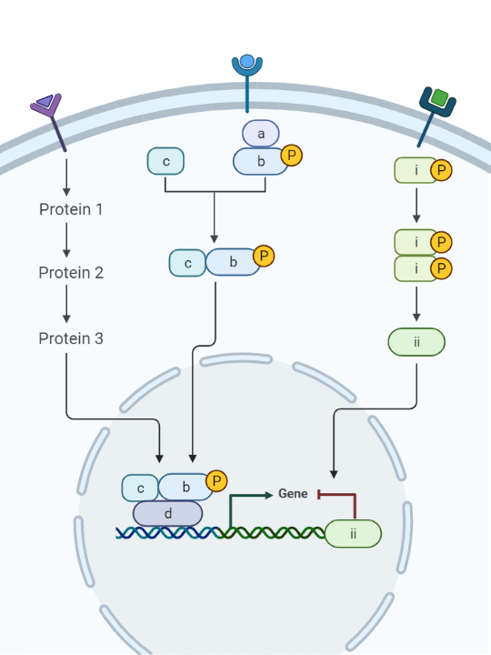 Blank Pathway (Round Portrait) | BioRender Science Templates